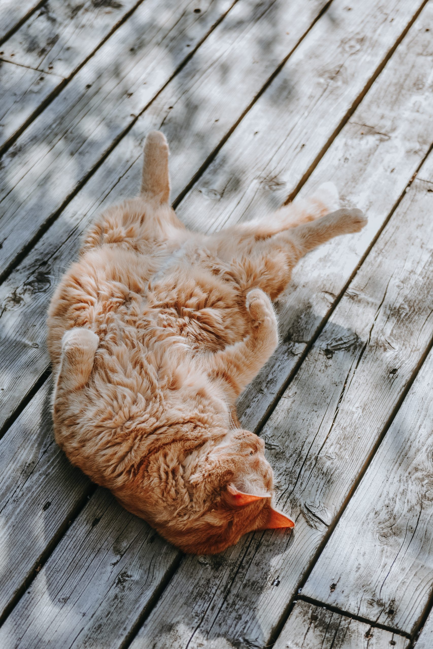 chat en relaxation – Secrets du Yoga